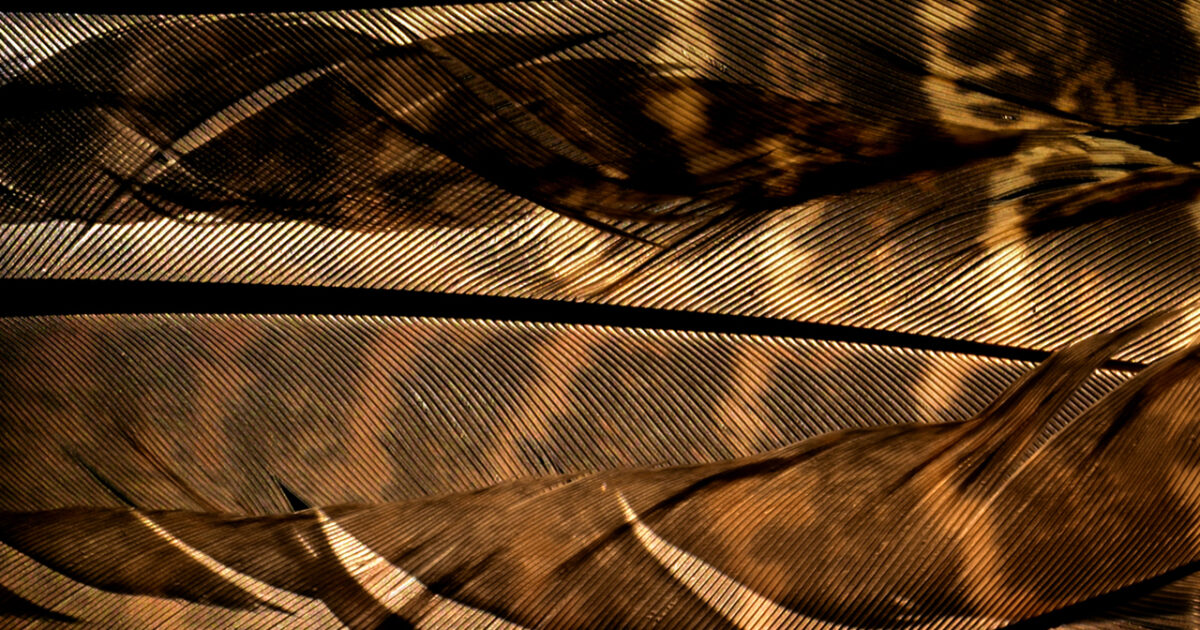 𝗡𝗔𝗧𝗨𝗥𝗔𝗟 𝗙𝗢𝗥𝗠 | Nature Macro Photography by William Josephs Radford